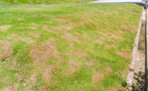 Lawn Renovation: How to Revive an Overgrown or Damaged Lawn - Peak Mens ...